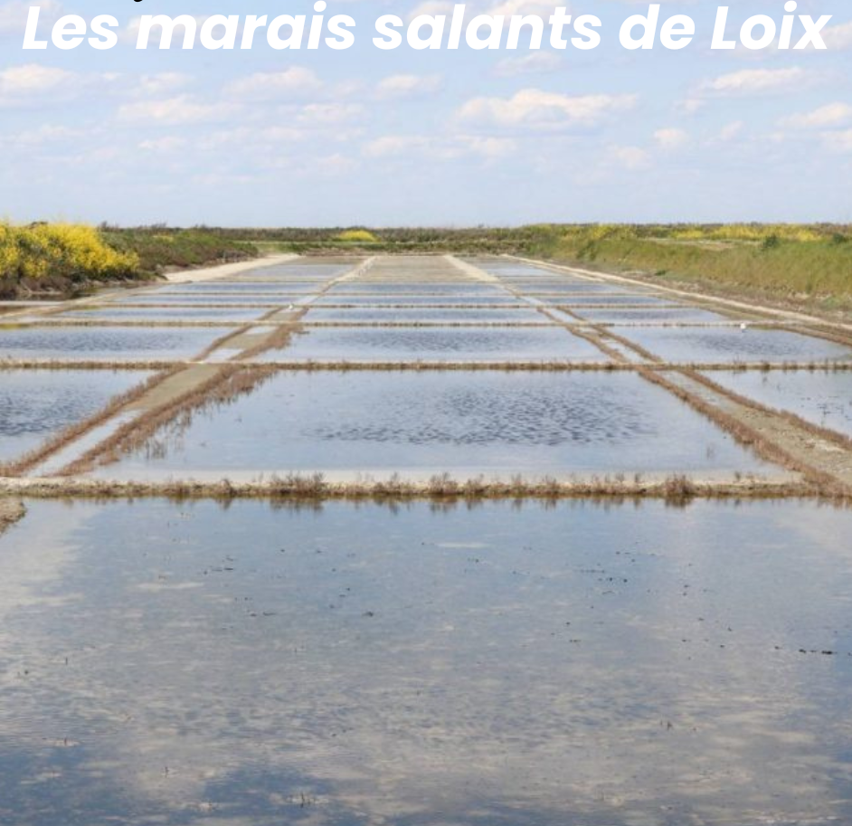 Visitez les marais salants à l’île de Ré - Le suroit